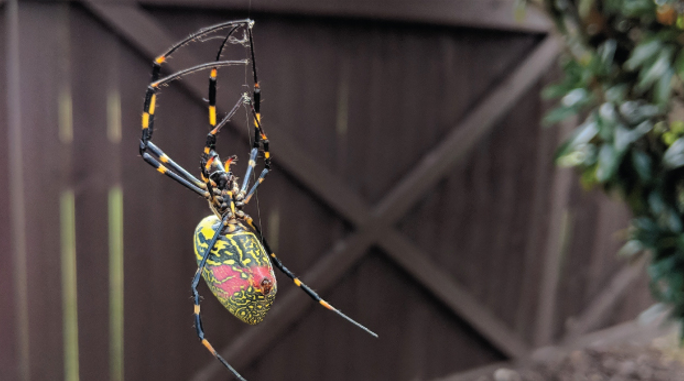 Joro Spider in Atlanta