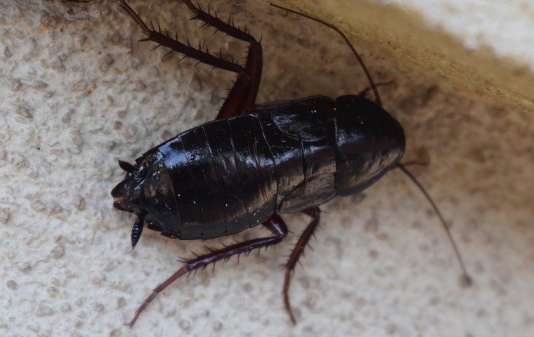 Cockroach Control and Pet Safety: Tips For Lawrenceville Animal Lovers ...