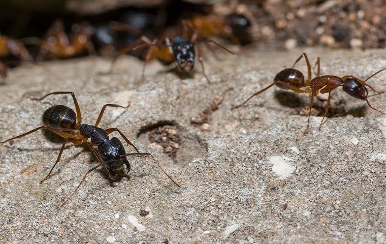 How Ants Find Their Way Into Your Home And How To Get Rid Of Them ...