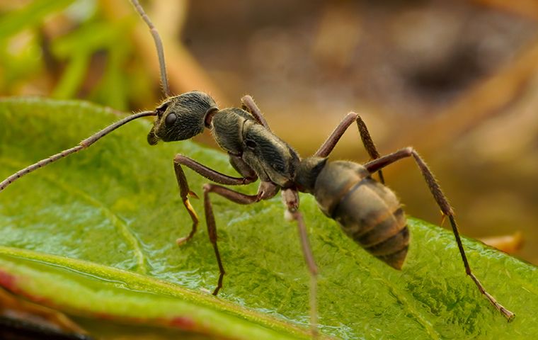 Lawrenceville's Guide To Complete Ant Removal | Procare Pest Services
