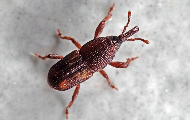 Weevil Invaders: Recognizing Signs Of Infestations In Your ...