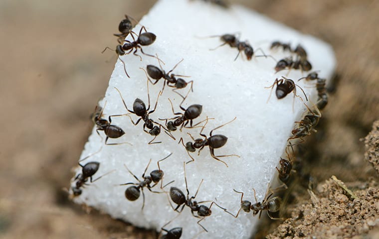 Ants Be Gone: Effective Ant Control Solutions For Lawrenceville Homes ...
