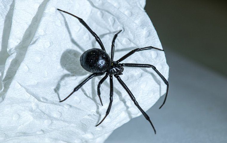 The Safest Way To Get Rid Of Black Widow Spiders Around Your ...