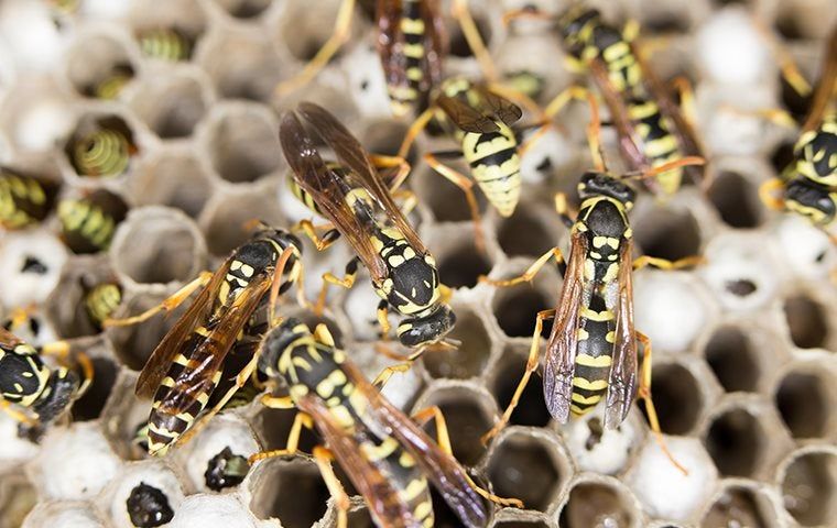 A Useful Wasp Prevention Guide For Your Lawrenceville Yard | Procare ...