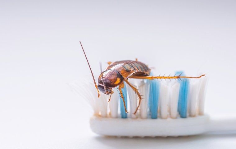 Say Goodbye To Cockroaches: The Most Effective Treatment For Your ...