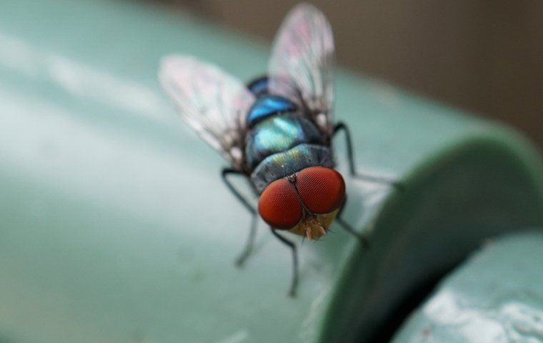 A Complete Guide To Effective Fly Control In Marietta | Procare Pest ...