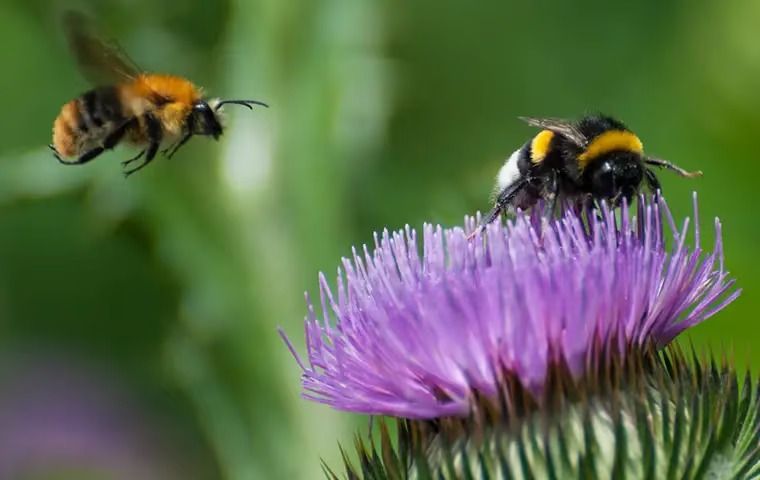 Carpenter Bee Survival Guide: Identification, Control, And Prevention ...