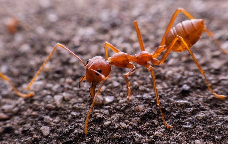 What To Do About Fire Ants Around Your Marietta Home | ProCare Pest ...