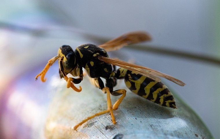 How To Safely Get Rid Of Yellow Jackets Around Your Marietta Home ...