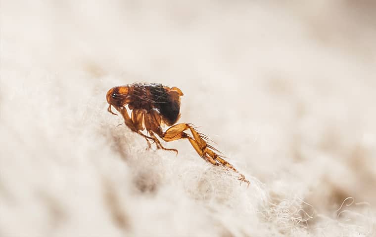 Breaking the Flea Life Cycle In Lawrenceville | Procare Pest Services